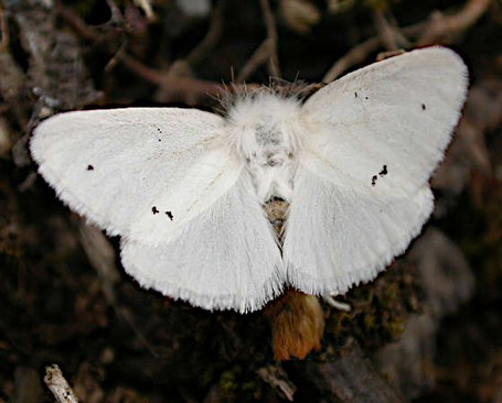 Larven des Goldafters schädigen Bäume und können Allergien auslösen ...